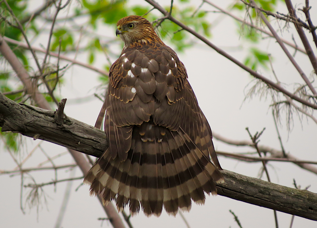 Cooper's Hawk - Accipiter cooperii - Media Search - Macaulay Library and eBird