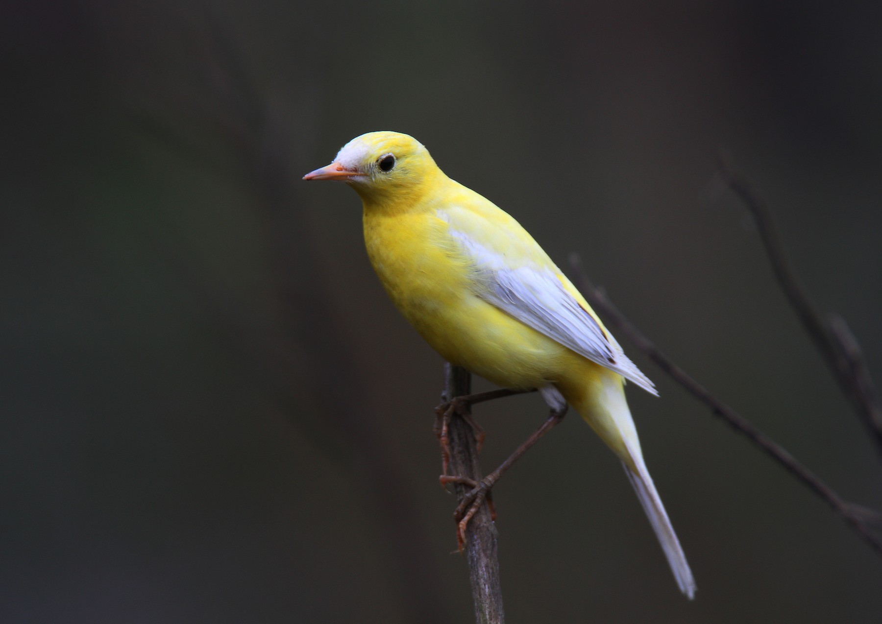 Eastern Yellow Wagtail (Green-headed) - eBird