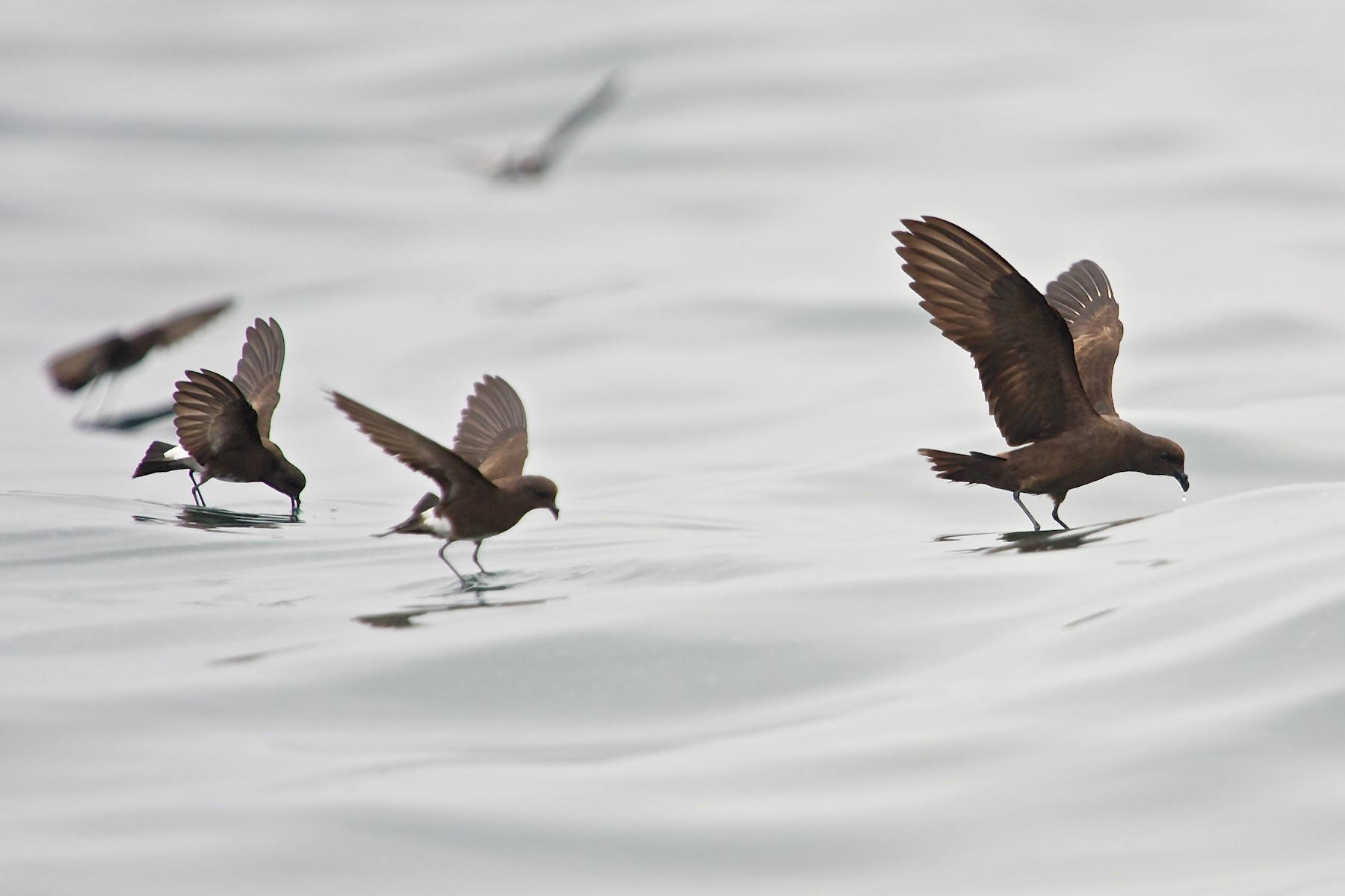 Hydrobates sp. - eBird