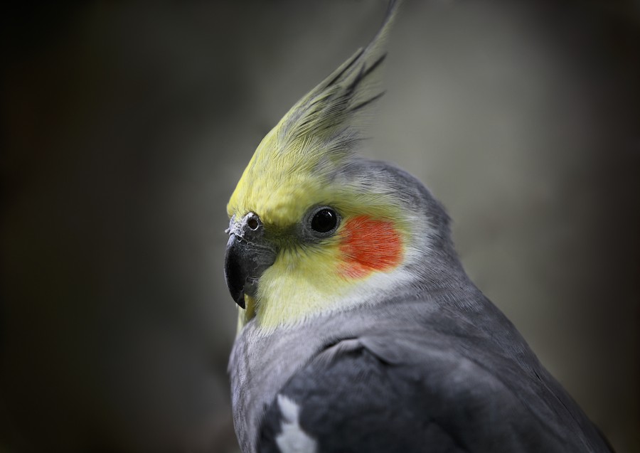 Cockatiel (Domestic type) - eBird
