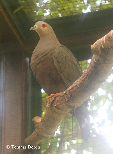 Photos - Pinon's Imperial-Pigeon - Ducula pinon - Birds of the World