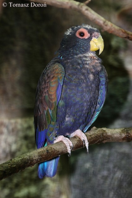 Bronze Winged Pionus