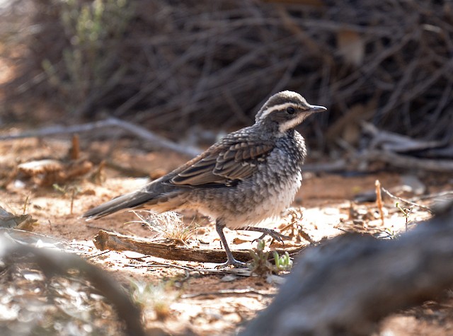 Photos - Chestnut Quail-thrush - Cinclosoma castanotum - Birds of the World