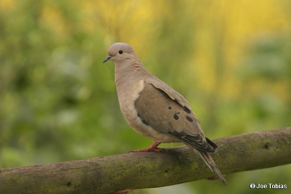 Photos - Eared Dove - Zenaida auriculata - Birds of the World