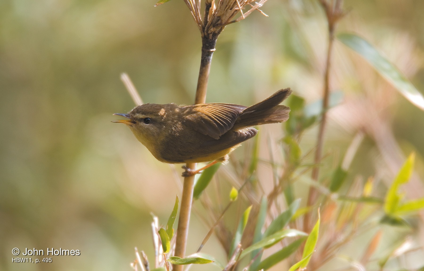 Aberrant Bush Warbler (Aberrant) - eBird