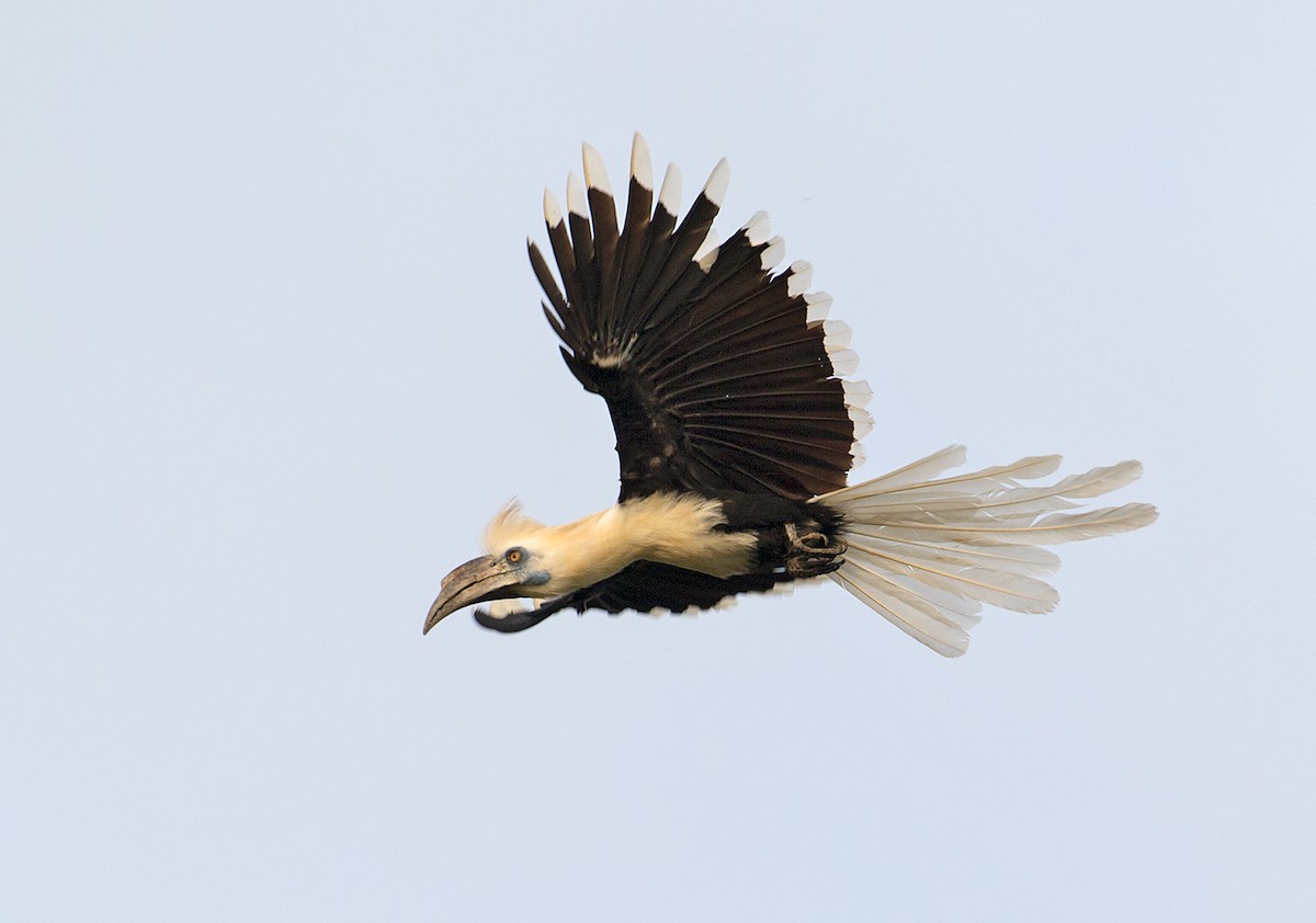 White-crowned Hornbill - Berenicornis comatus - Birds of the World