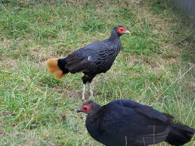 Photos - Bornean Crestless Fireback - Lophura pyronota - Birds of the World