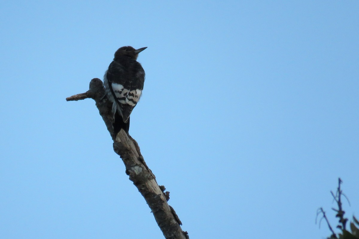 eBird Checklist - 2 Oct 2017 - Rachel Carson NWR--Timber Point Trail ...