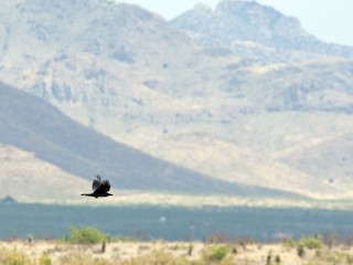 Chihuahuan Raven - eBird