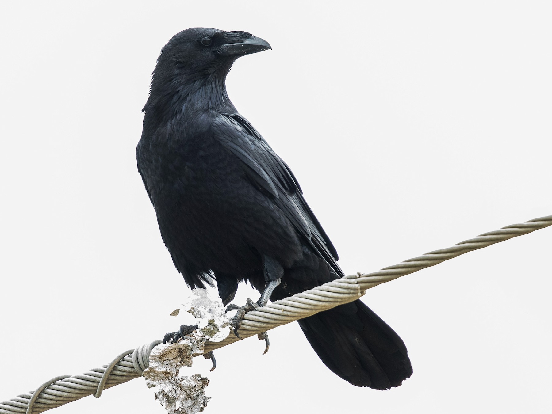 Chihuahuan Raven - eBird