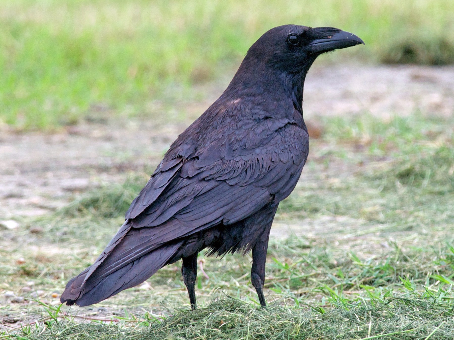 Chihuahuan Raven - eBird
