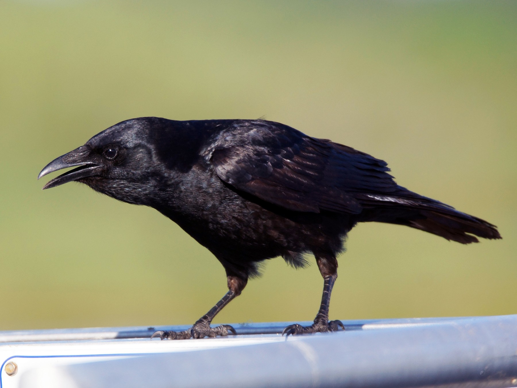 Fish Crow - eBird