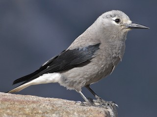 Clark's Nutcracker - eBird