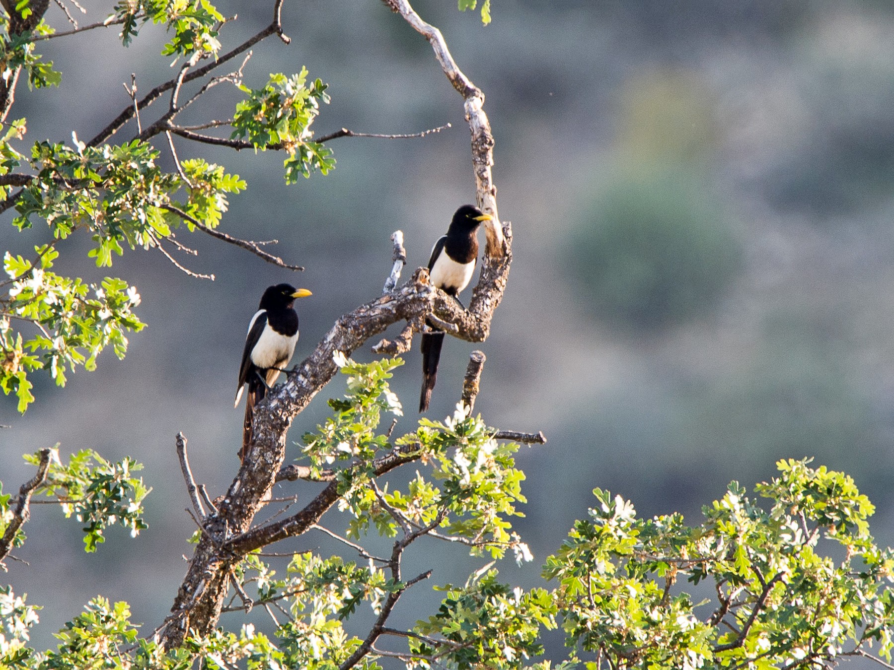 Yellow-billed Magpie - eBird