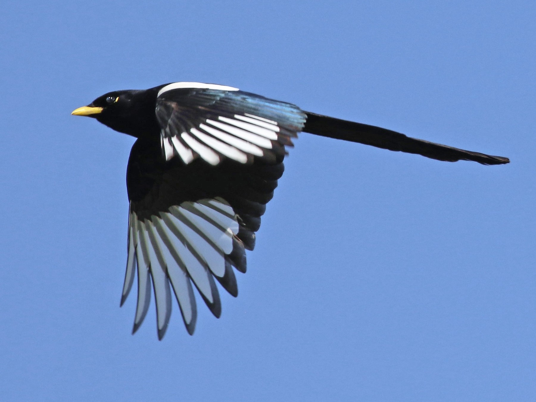 Yellow-billed Magpie - eBird