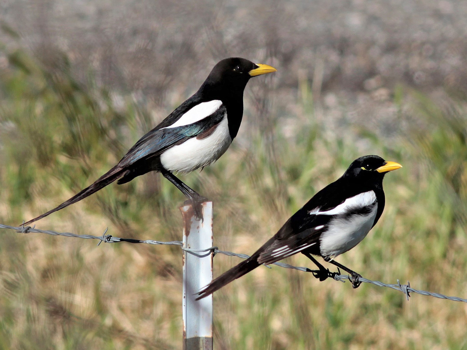 Yellow-billed Magpie - eBird