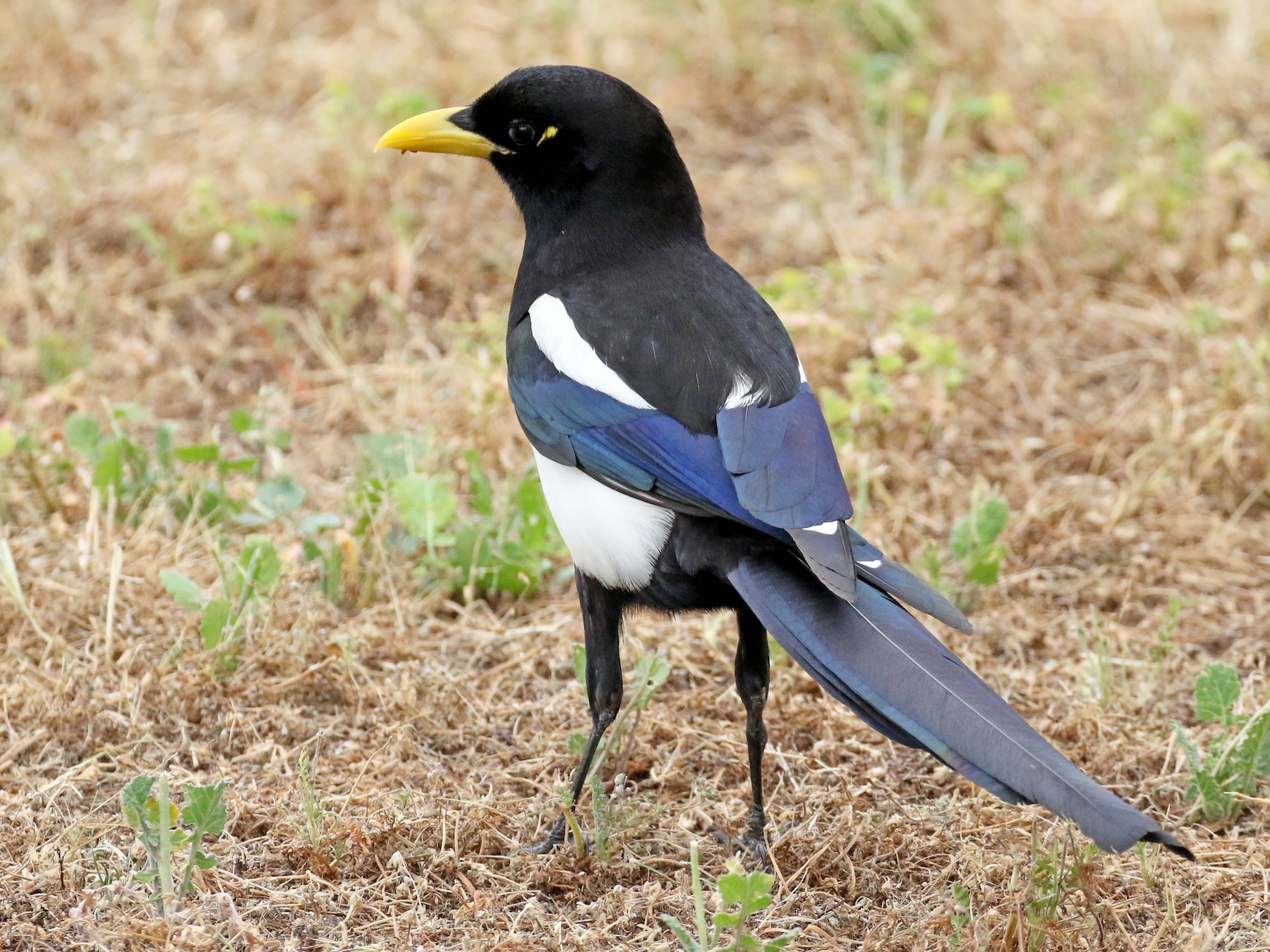 Yellow-billed Magpie - eBird