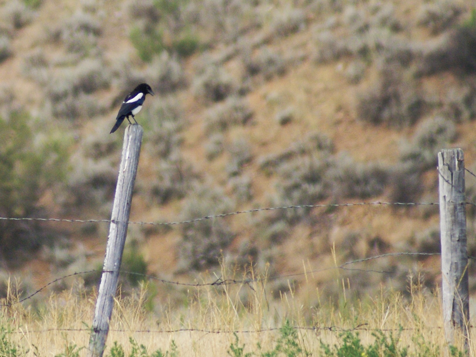 Black-billed Magpie - eBird