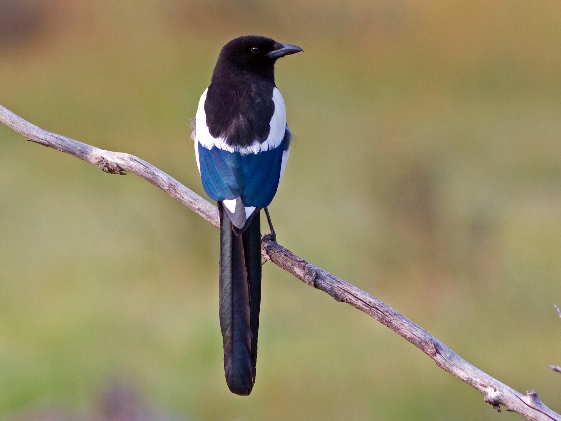 Black-billed Magpie - eBird