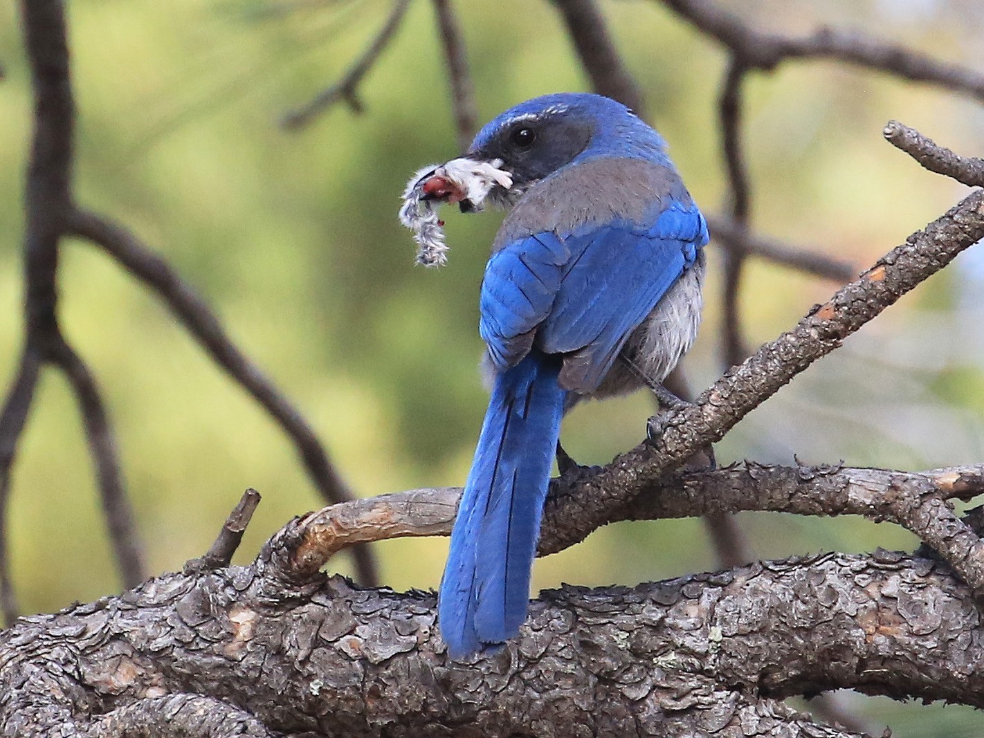 Woodhouse's Scrub-Jay - eBird