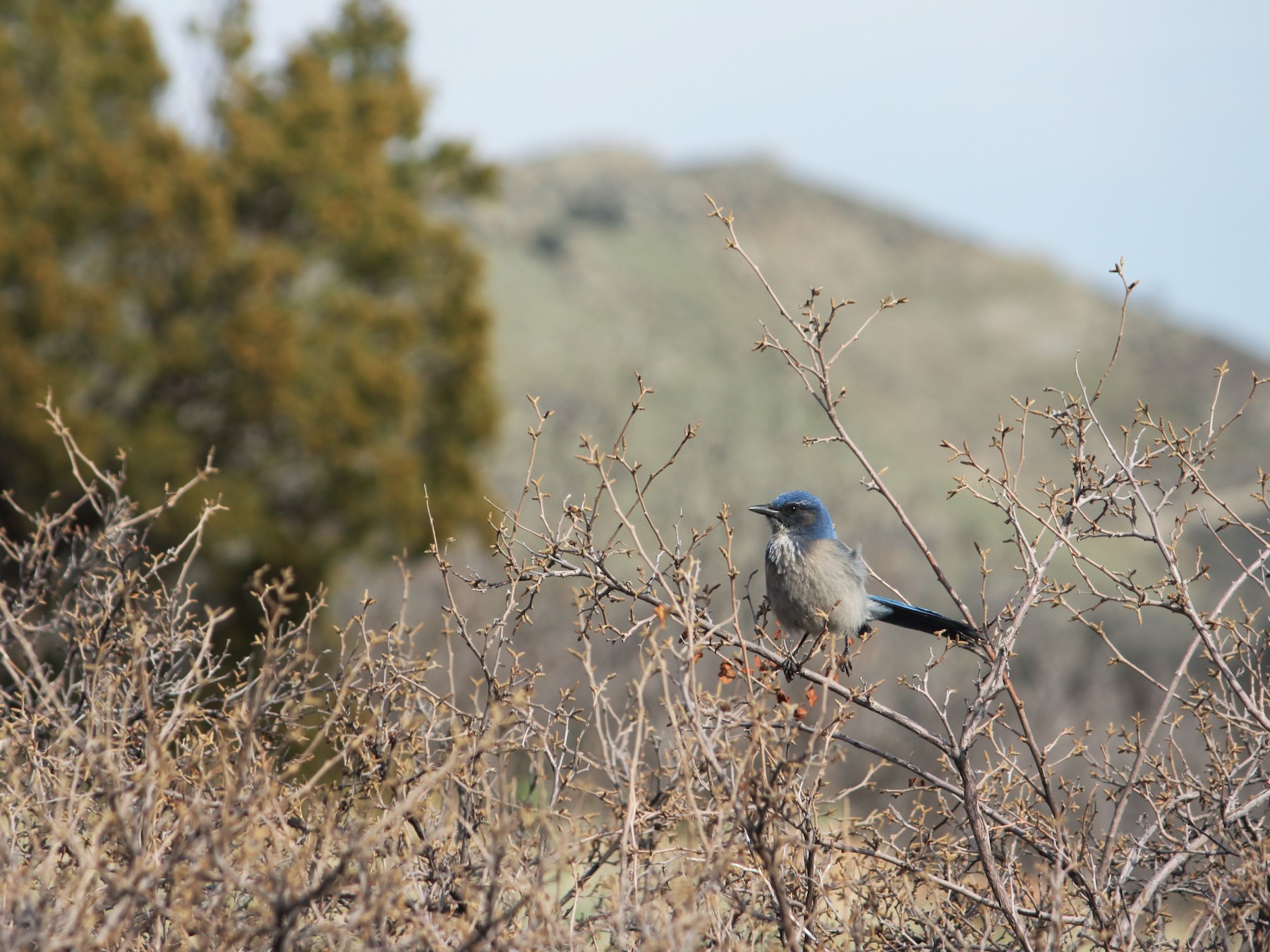Woodhouse's Scrub Jay - eBird