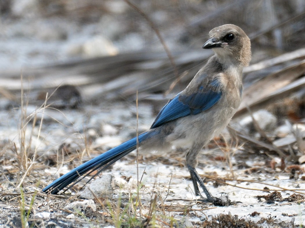 Florida Scrub-Jay - eBird