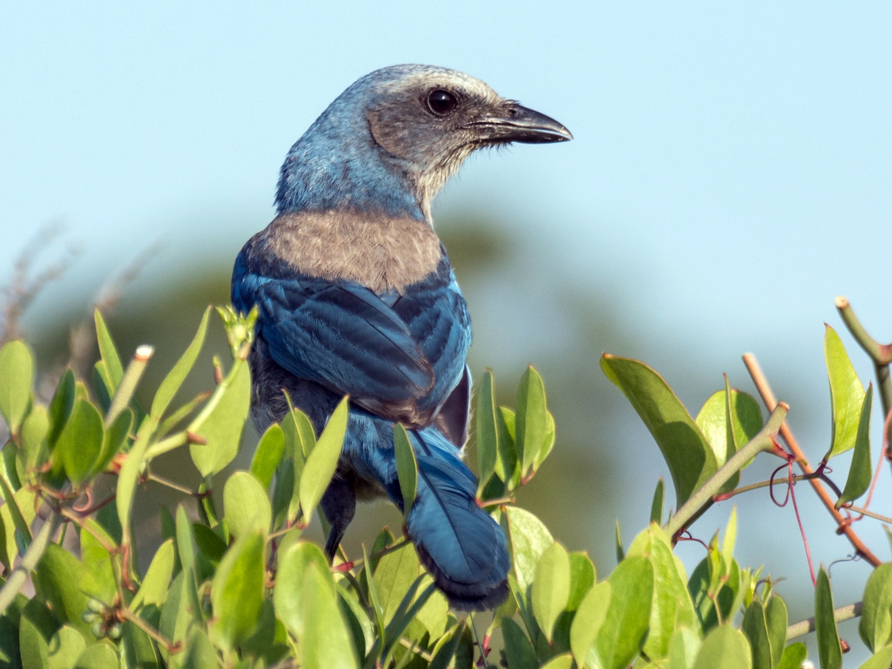 Florida Scrub-Jay - eBird