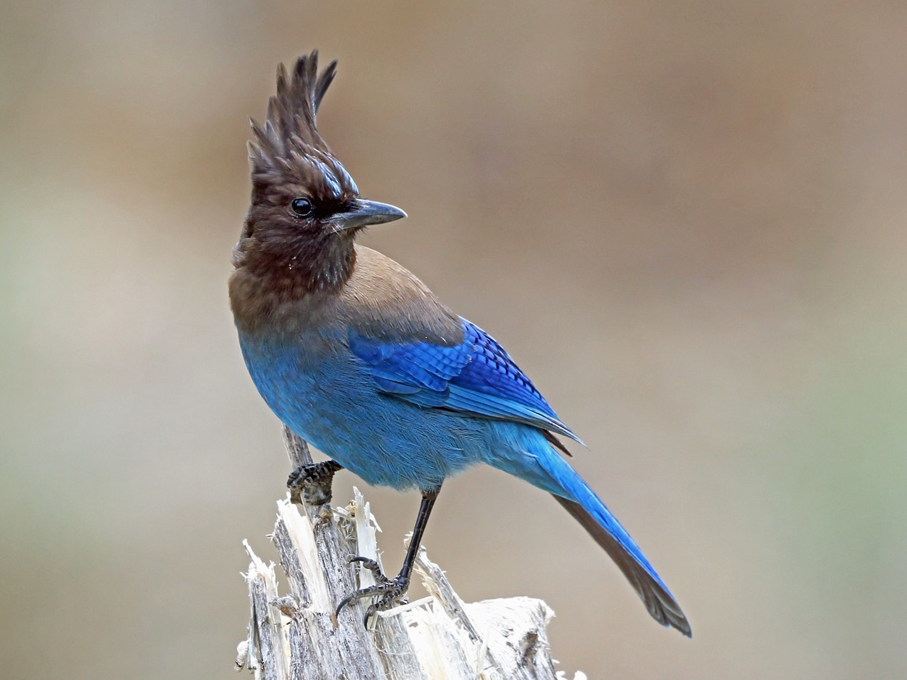 Steller's Jay - eBird