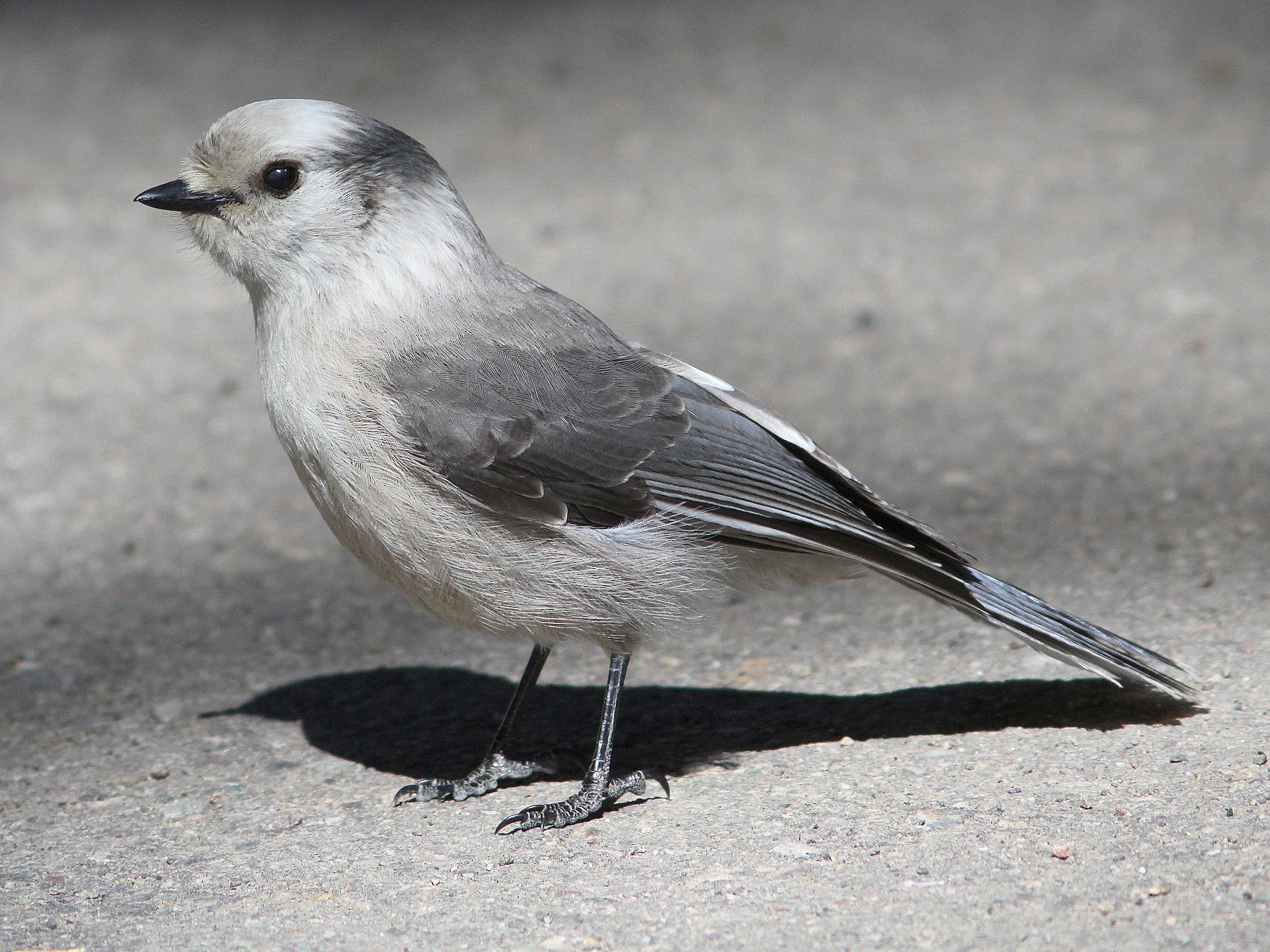 Canada Jay - eBird