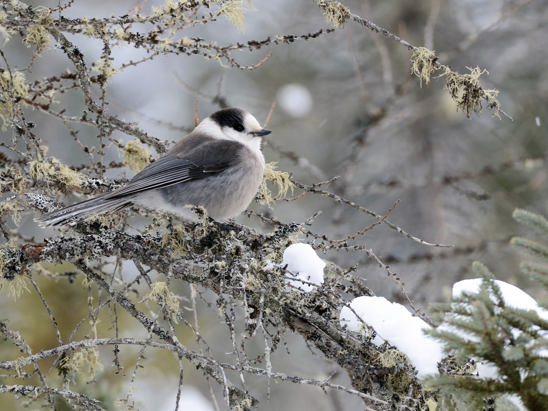 Canada Jay - eBird