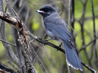 Canada Jay - eBird