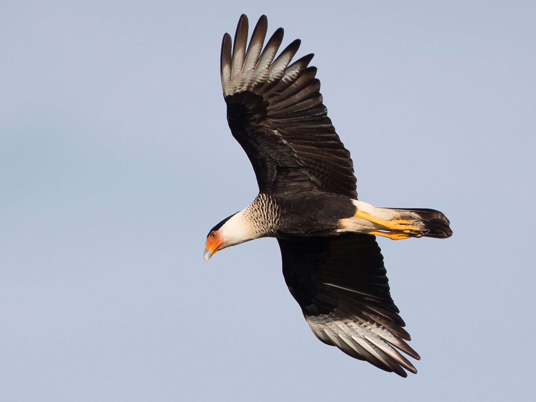 Crested Caracara (Northern) - eBird