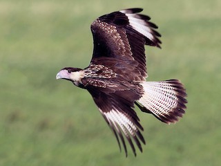 Crested Caracara - eBird