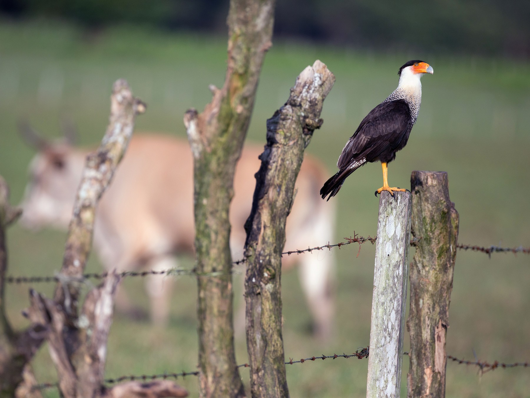 Crested Caracara (Northern) - eBird