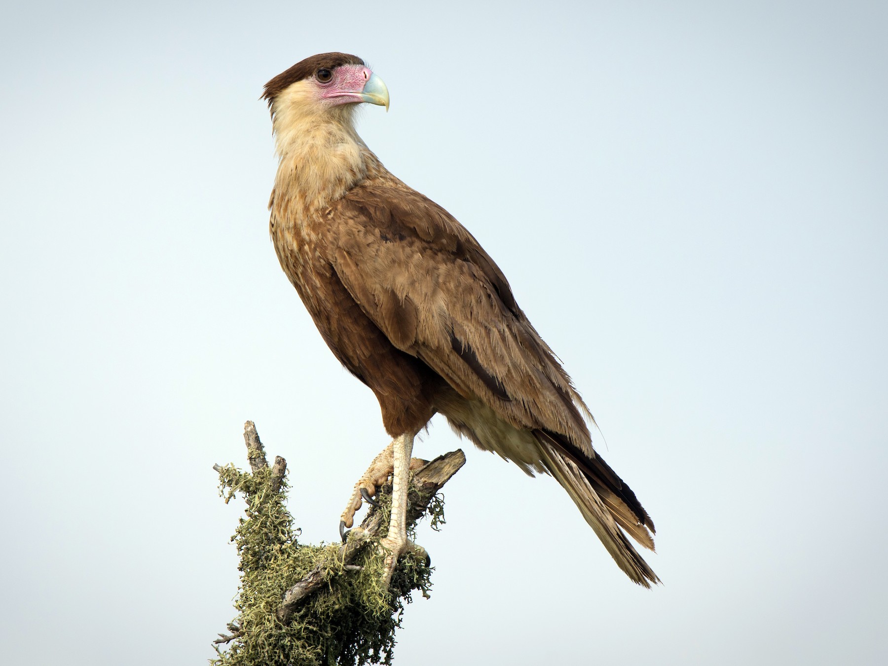 Crested Caracara - eBird