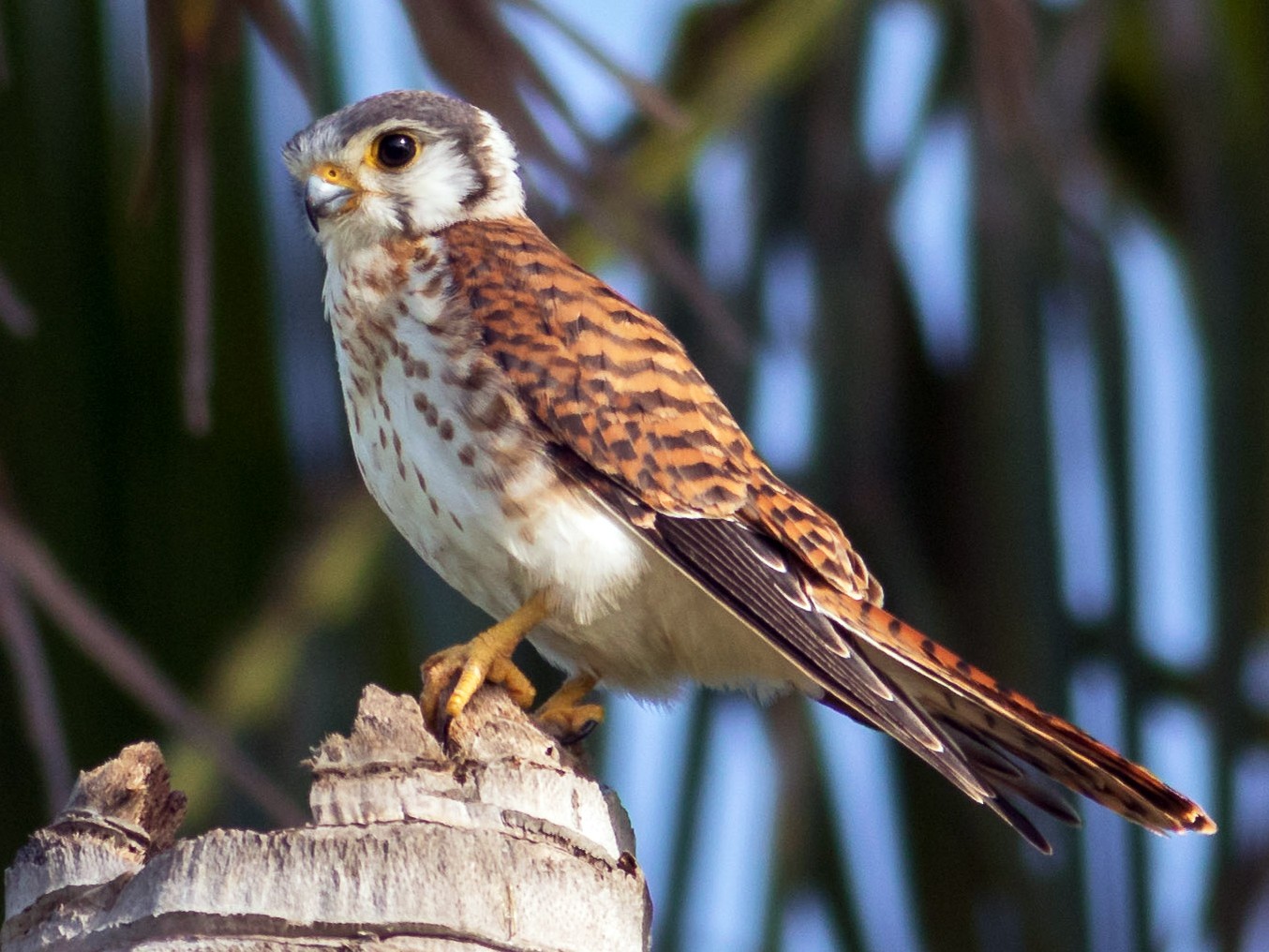 American Kestrel - eBird