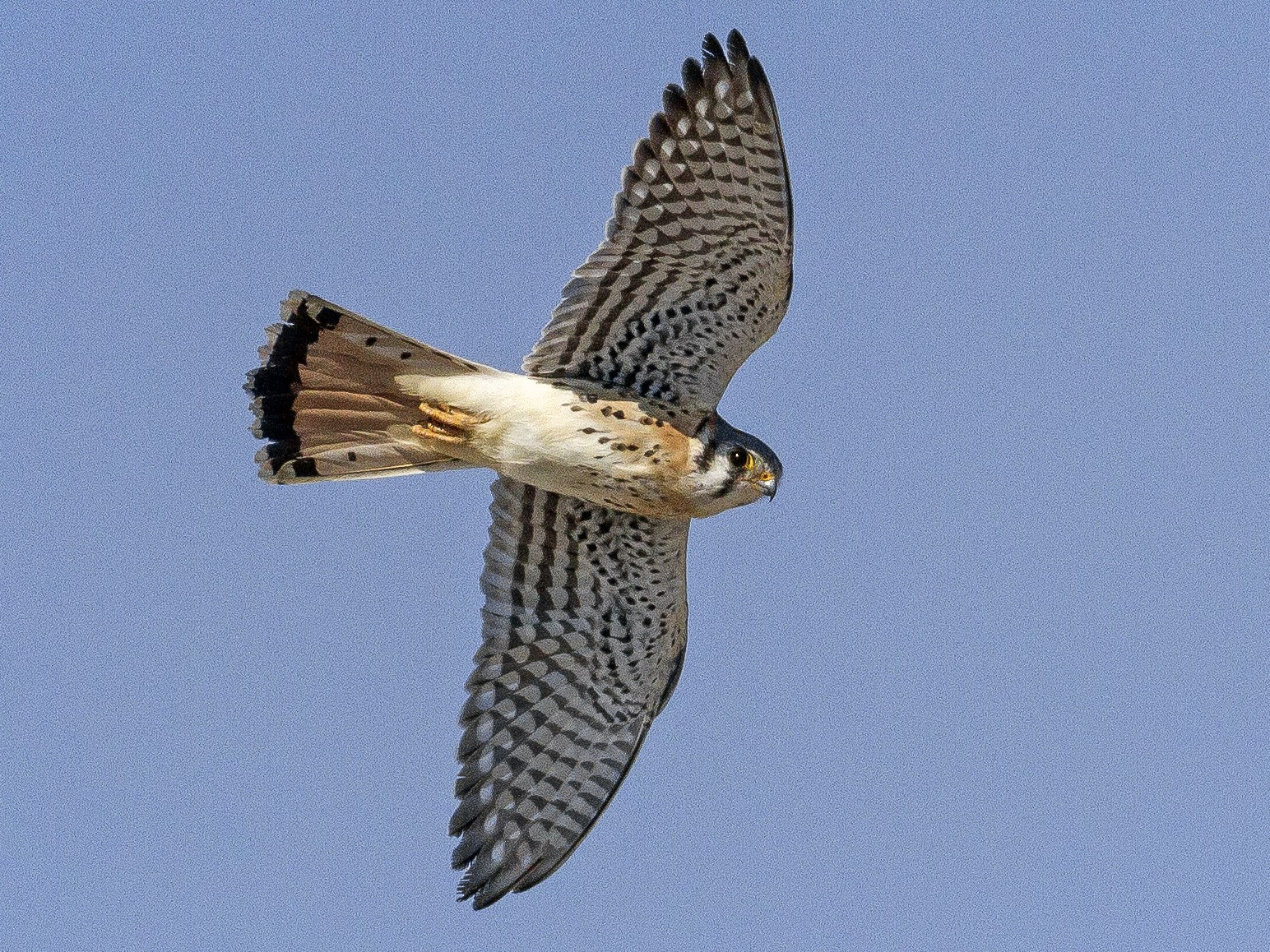 American Kestrel - eBird