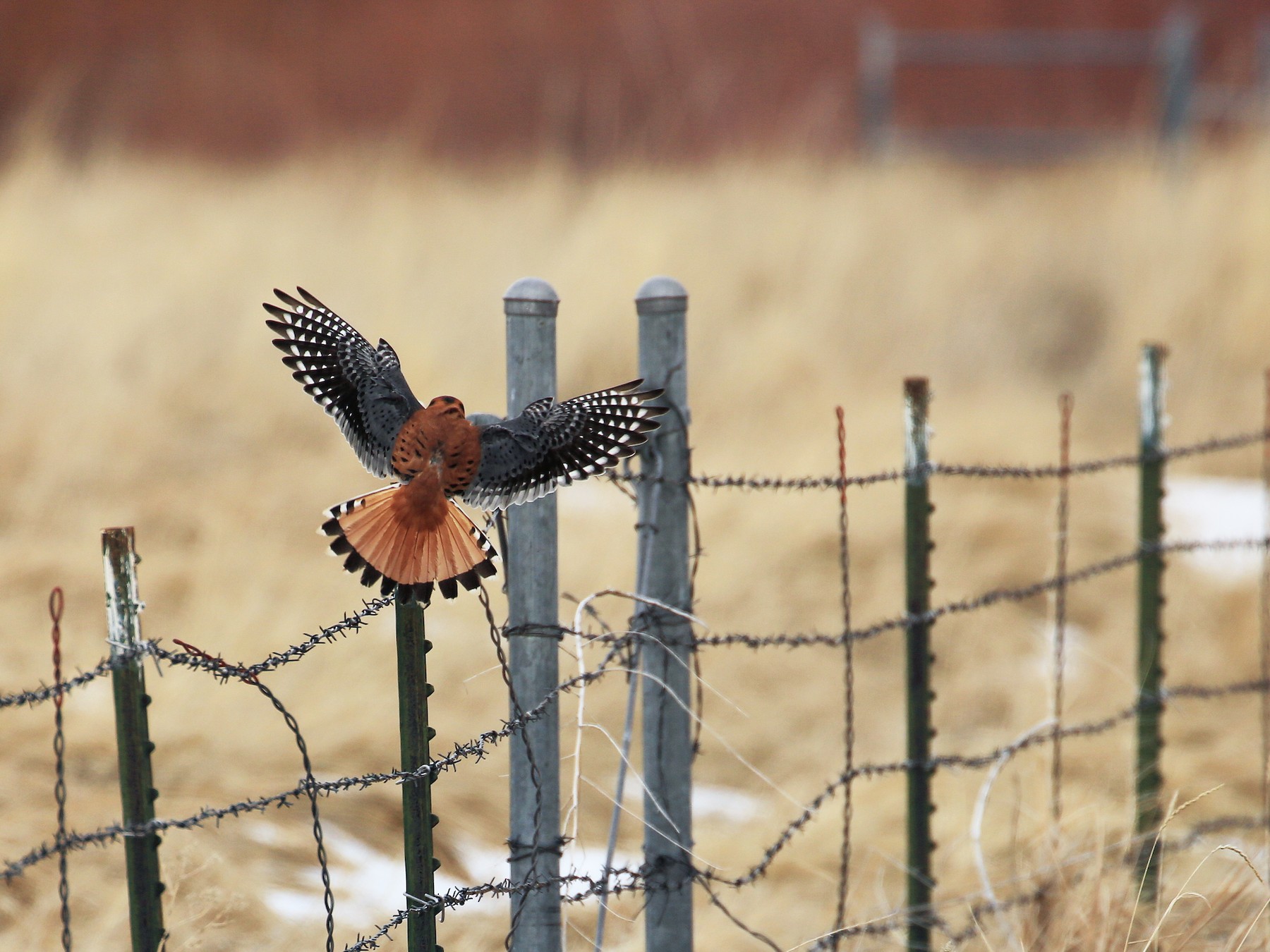 American Kestrel - eBird