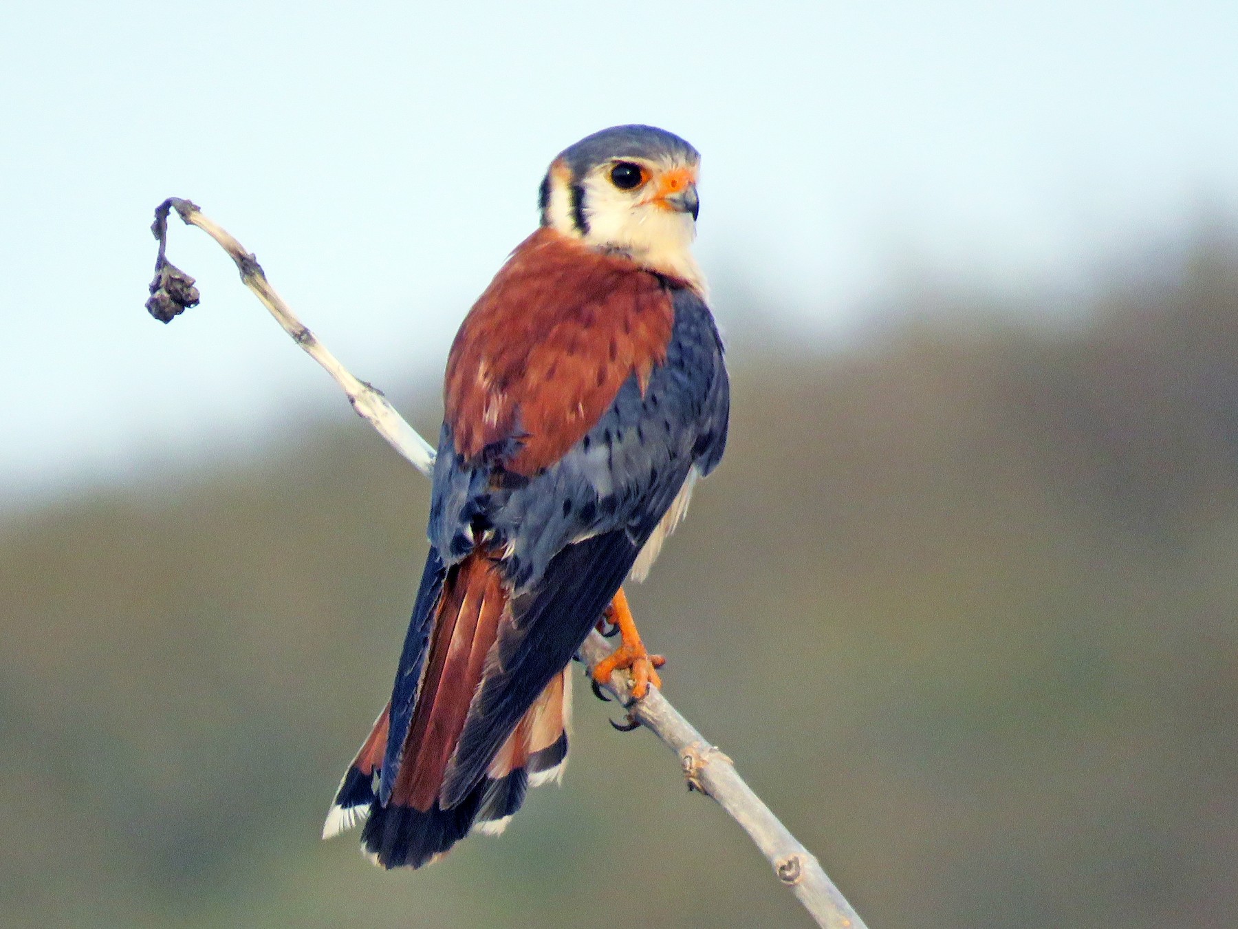 American Kestrel - eBird
