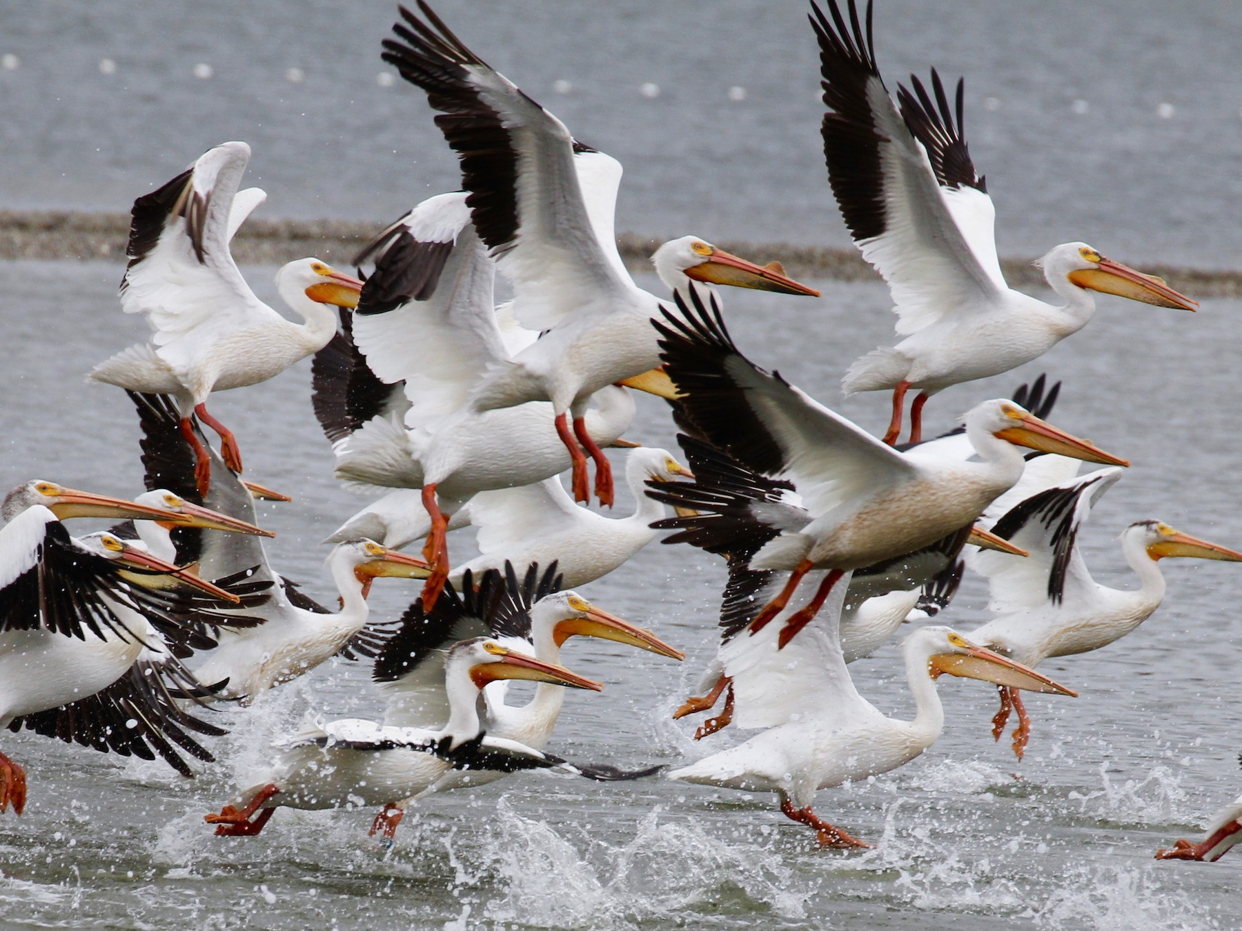 American White Pelican - eBird