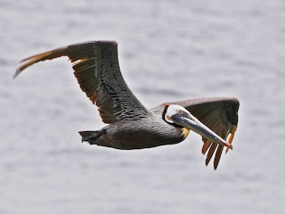 Pelicano-pardo - eBird