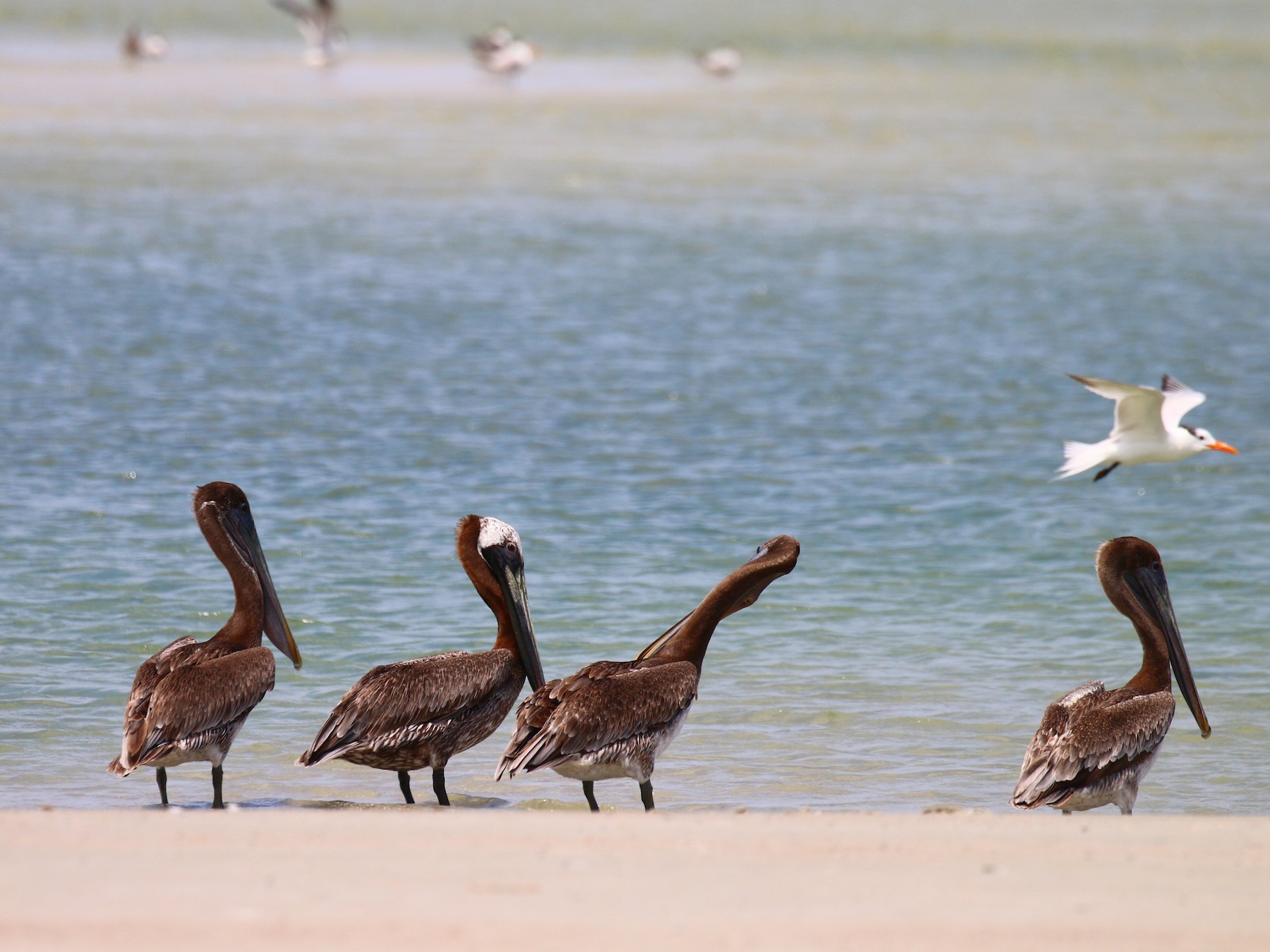 Pelícano pardo - eBird