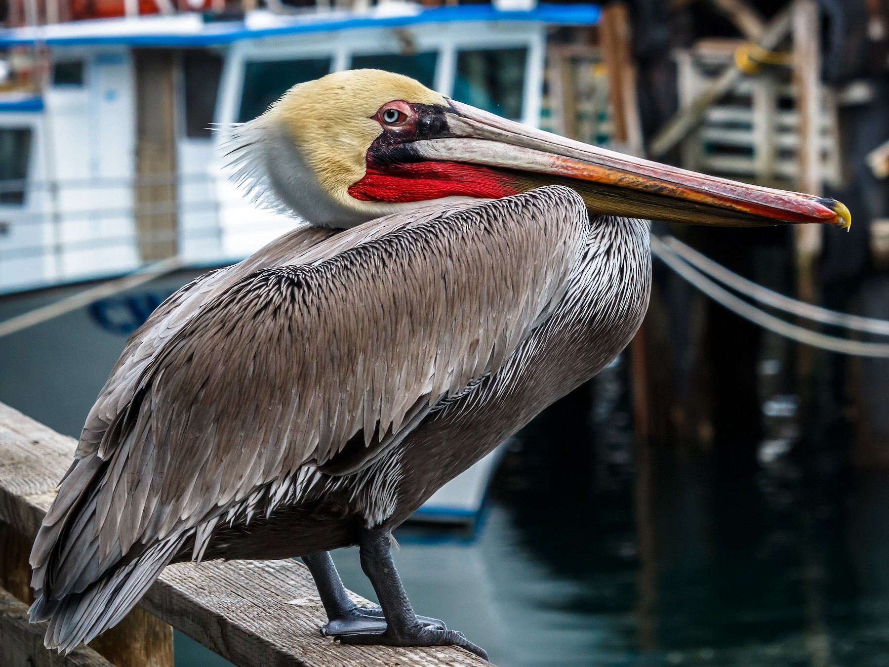 Pelícano pardo - eBird
