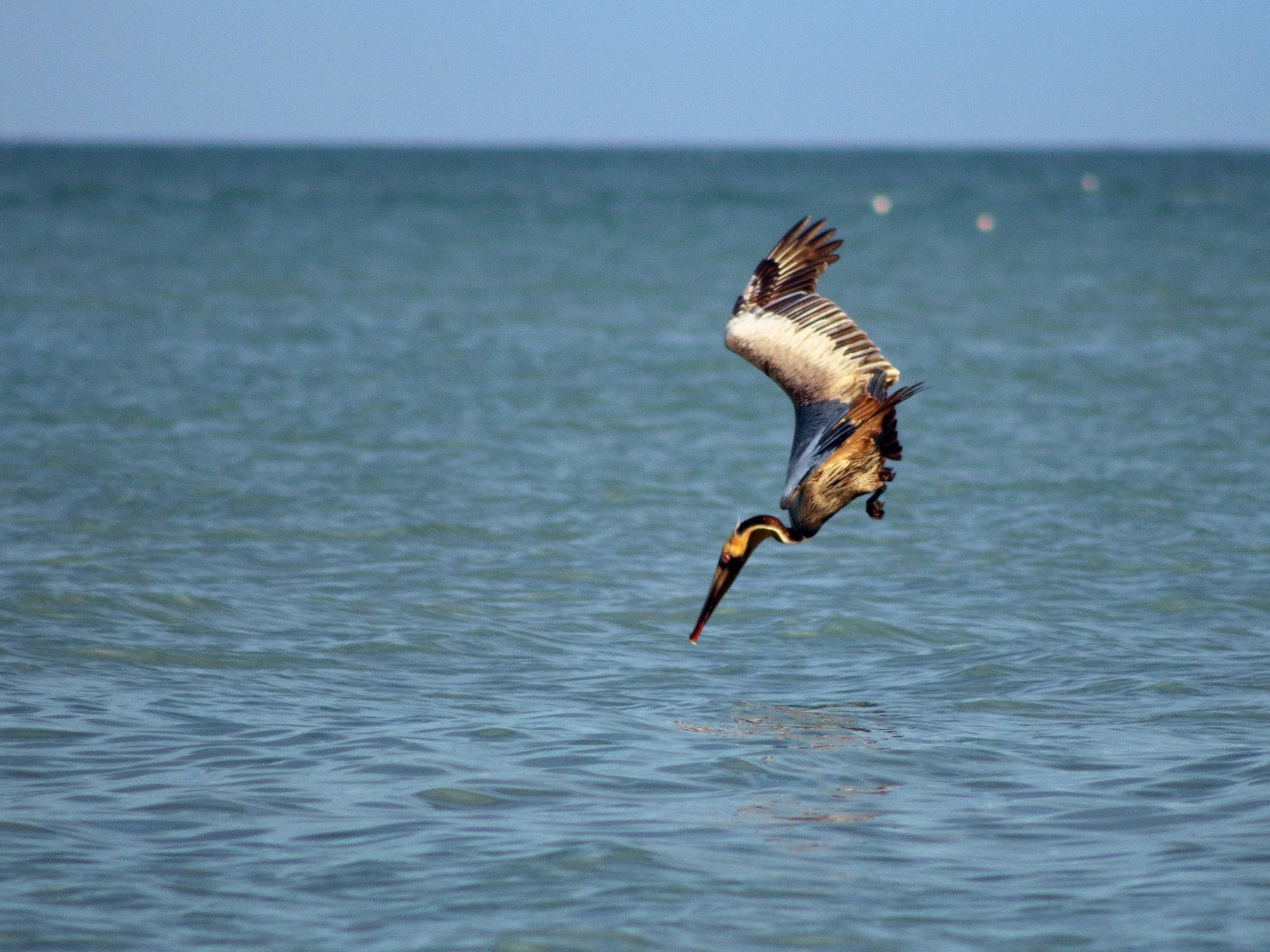Pelícano pardo - eBird