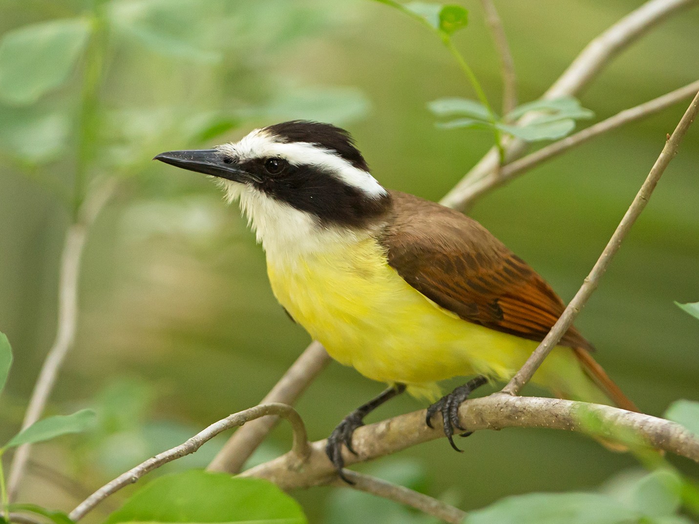 Great Kiskadee - eBird