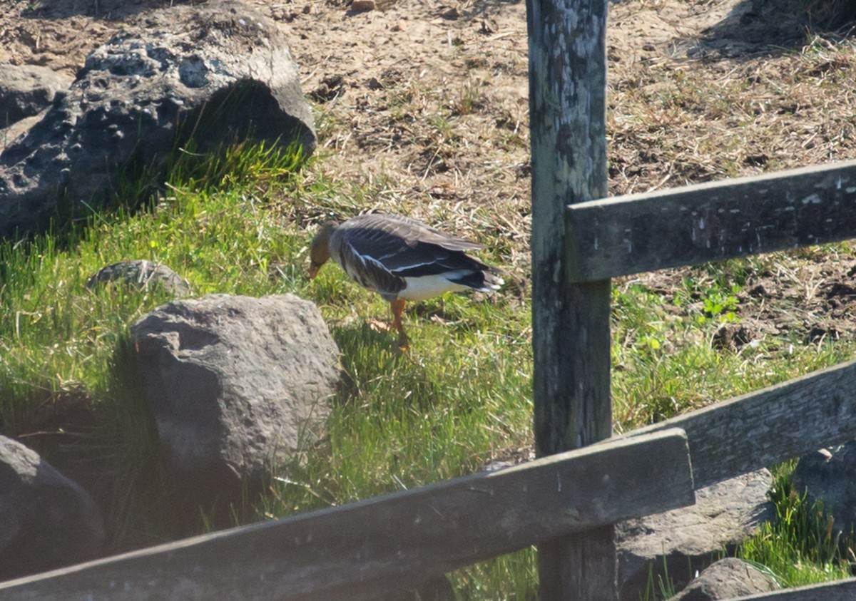 eBird Checklist - 30 Sep 2017 - Pt. Reyes--Mendoza Ranch (B Ranch) - 38 ...