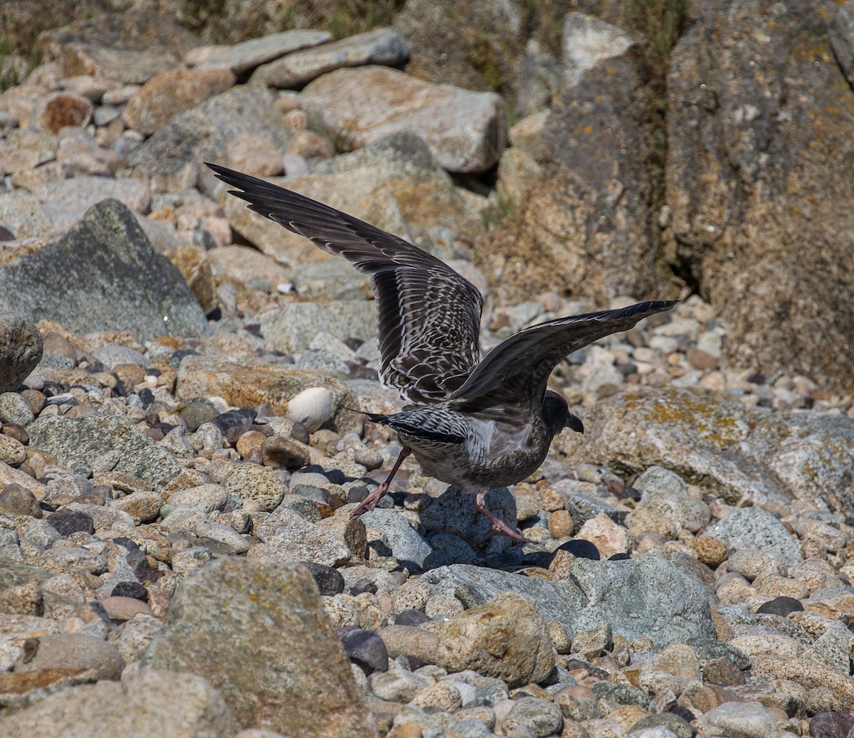 eBird Checklist - 30 Sep 2017 - Pt. Reyes--Fish Docks (DO NOT INCLUDE ...