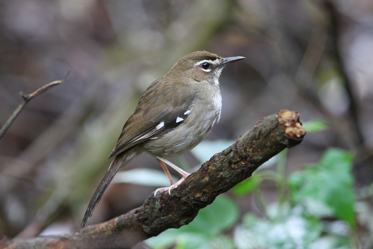 Brown Scrub-Robin - Tychaedon signata - Birds of the World