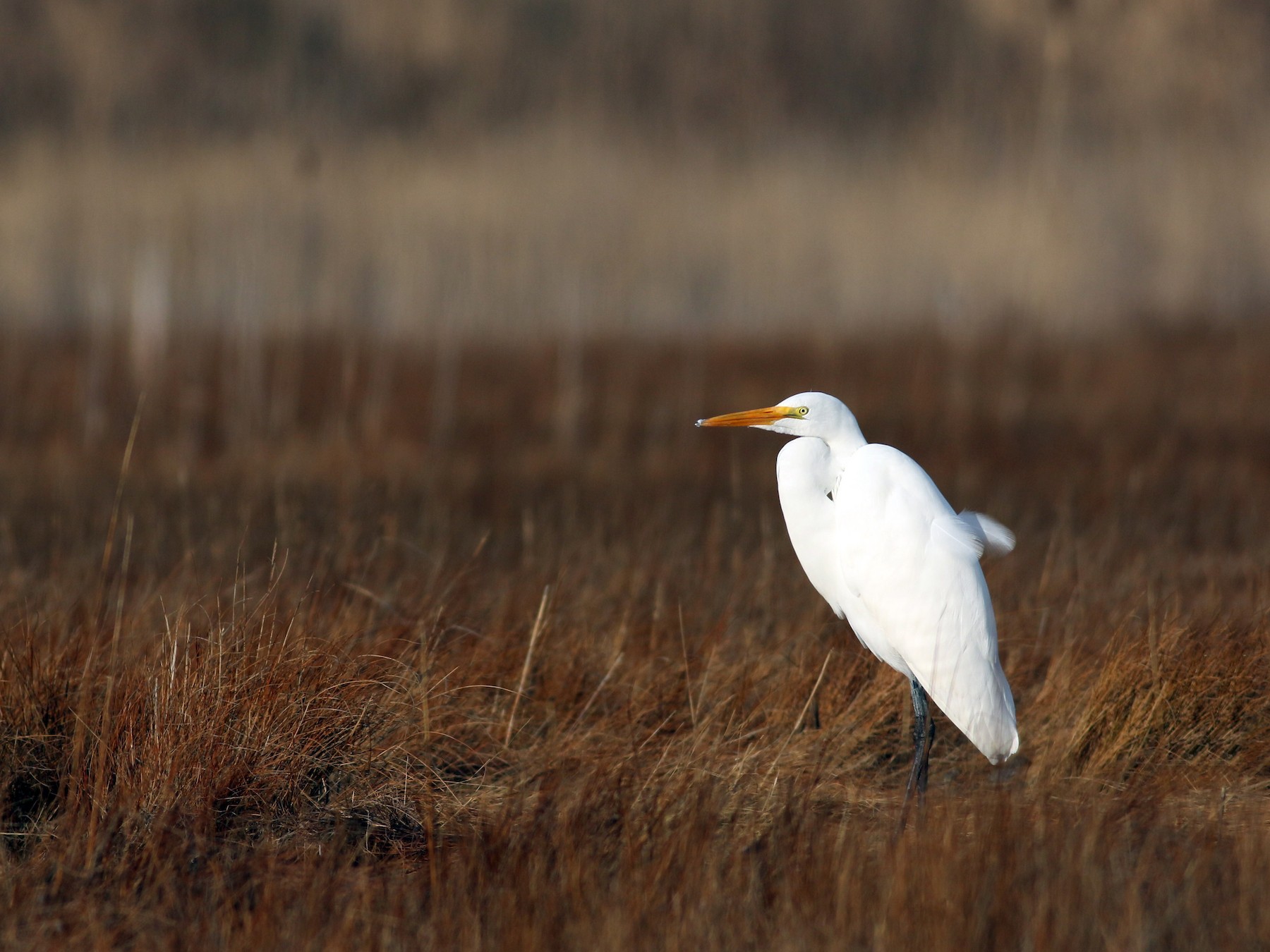 Great Egret - eBird