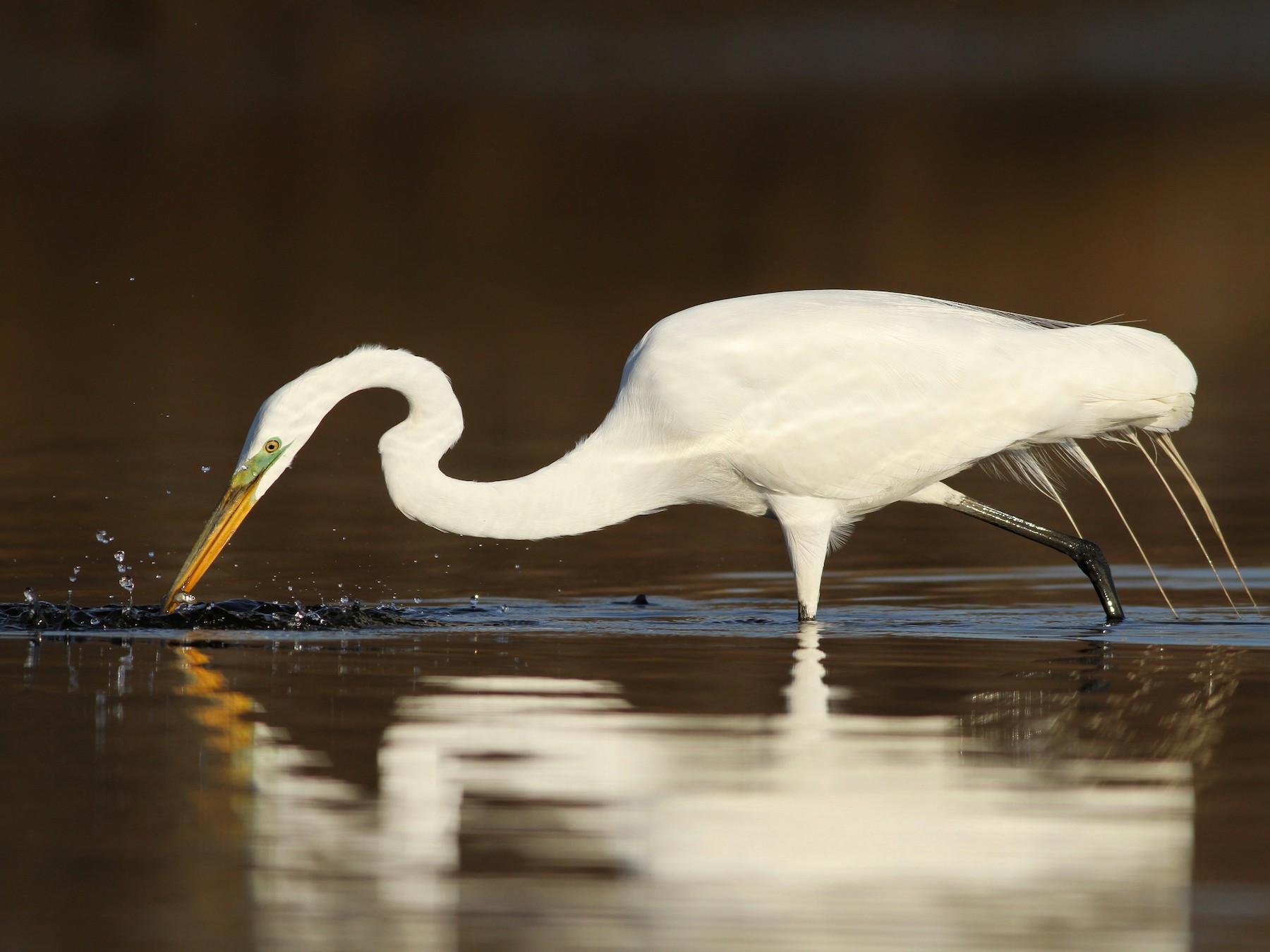 Great Egret - eBird